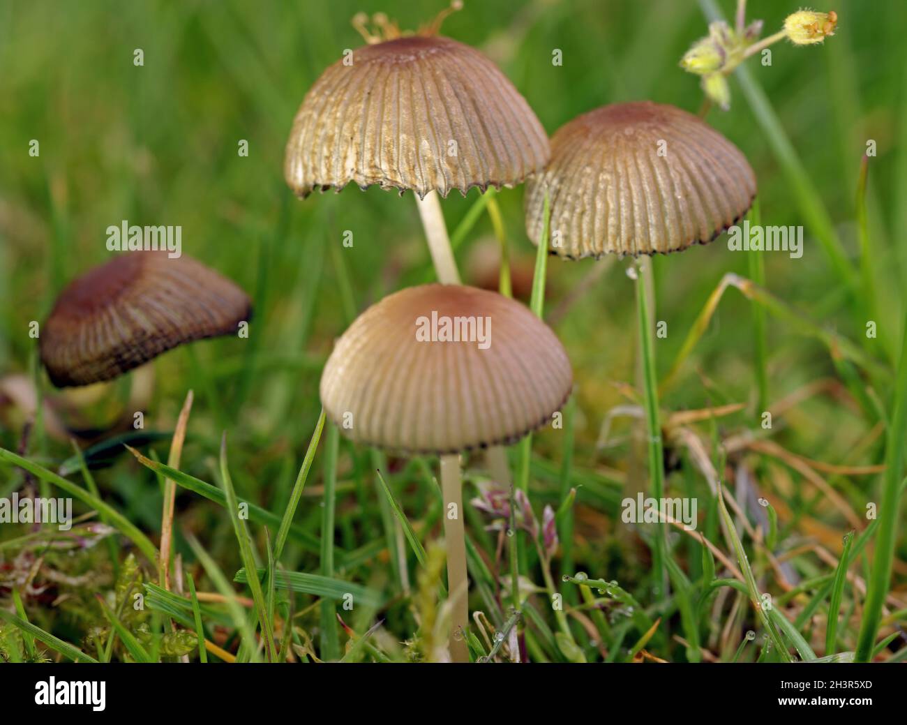Elliptical spores hi-res stock photography and images - Alamy