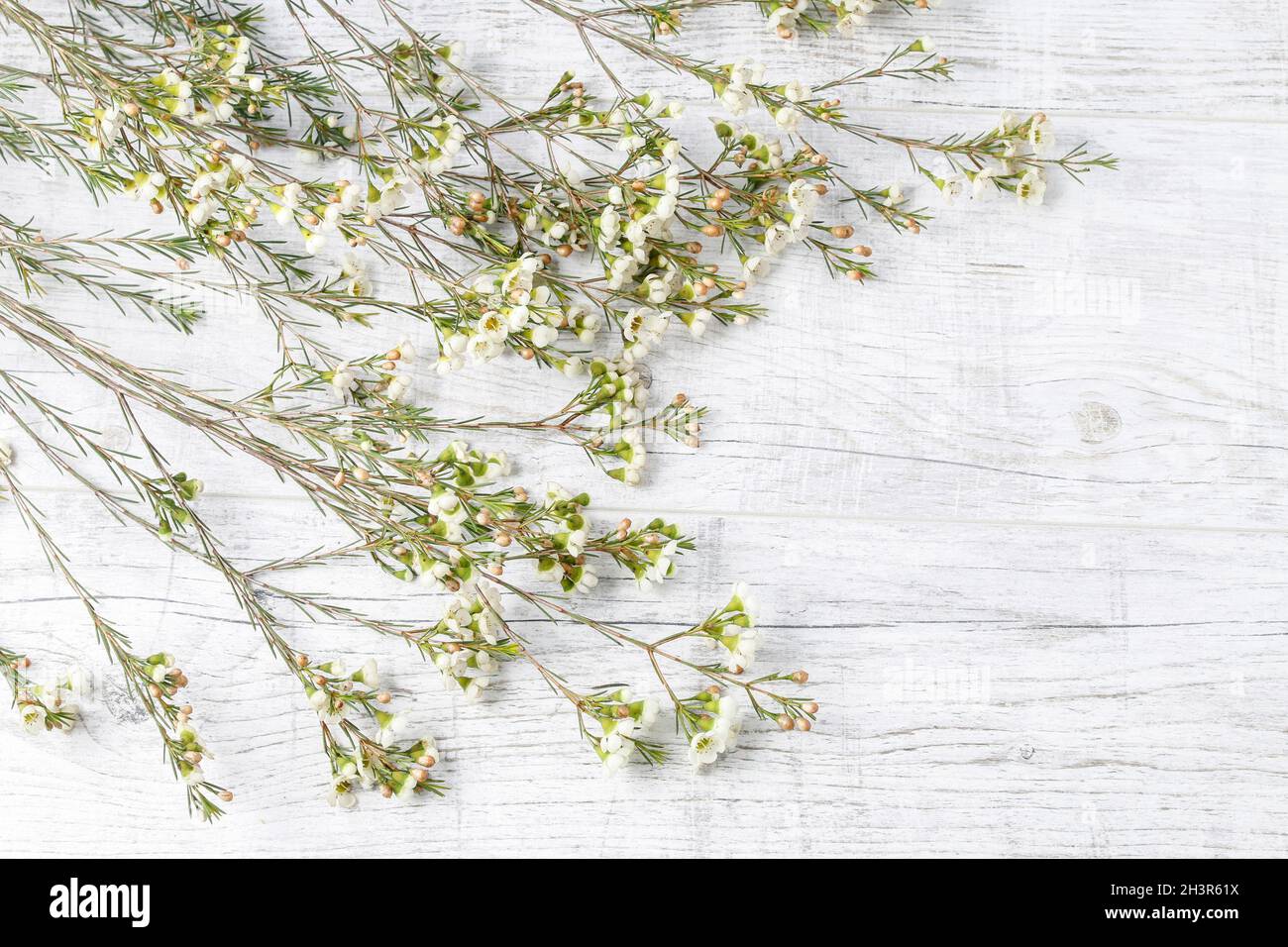 Chamelaucium flowers (waxflower) on wooden background Stock Photo - Alamy
