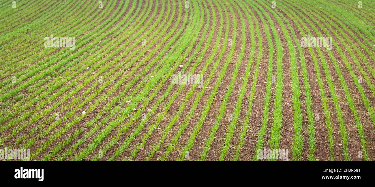 Natural environment background. Farmland detail with growing ...