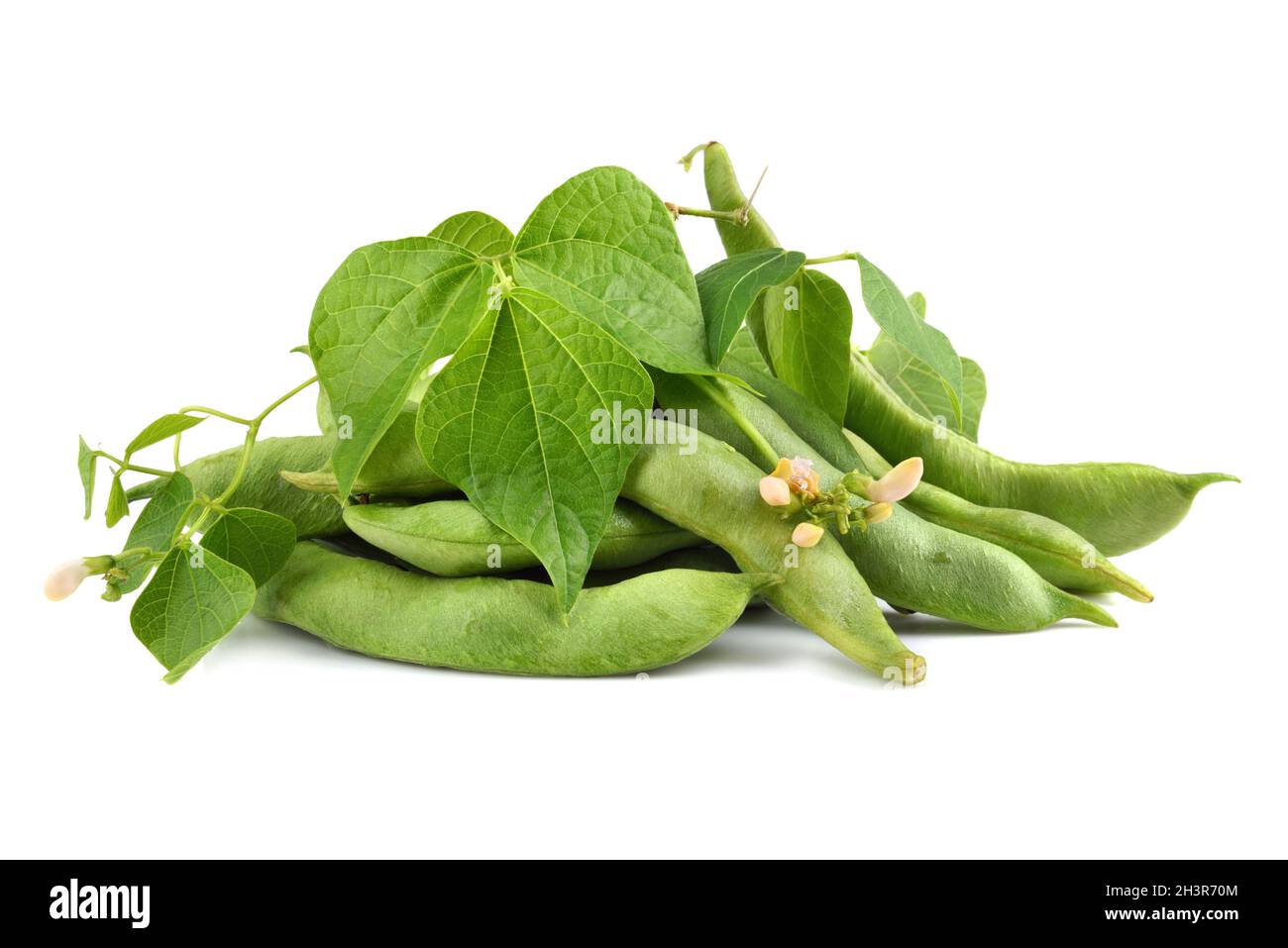 Edamame plant hi-res stock photography and images - Alamy