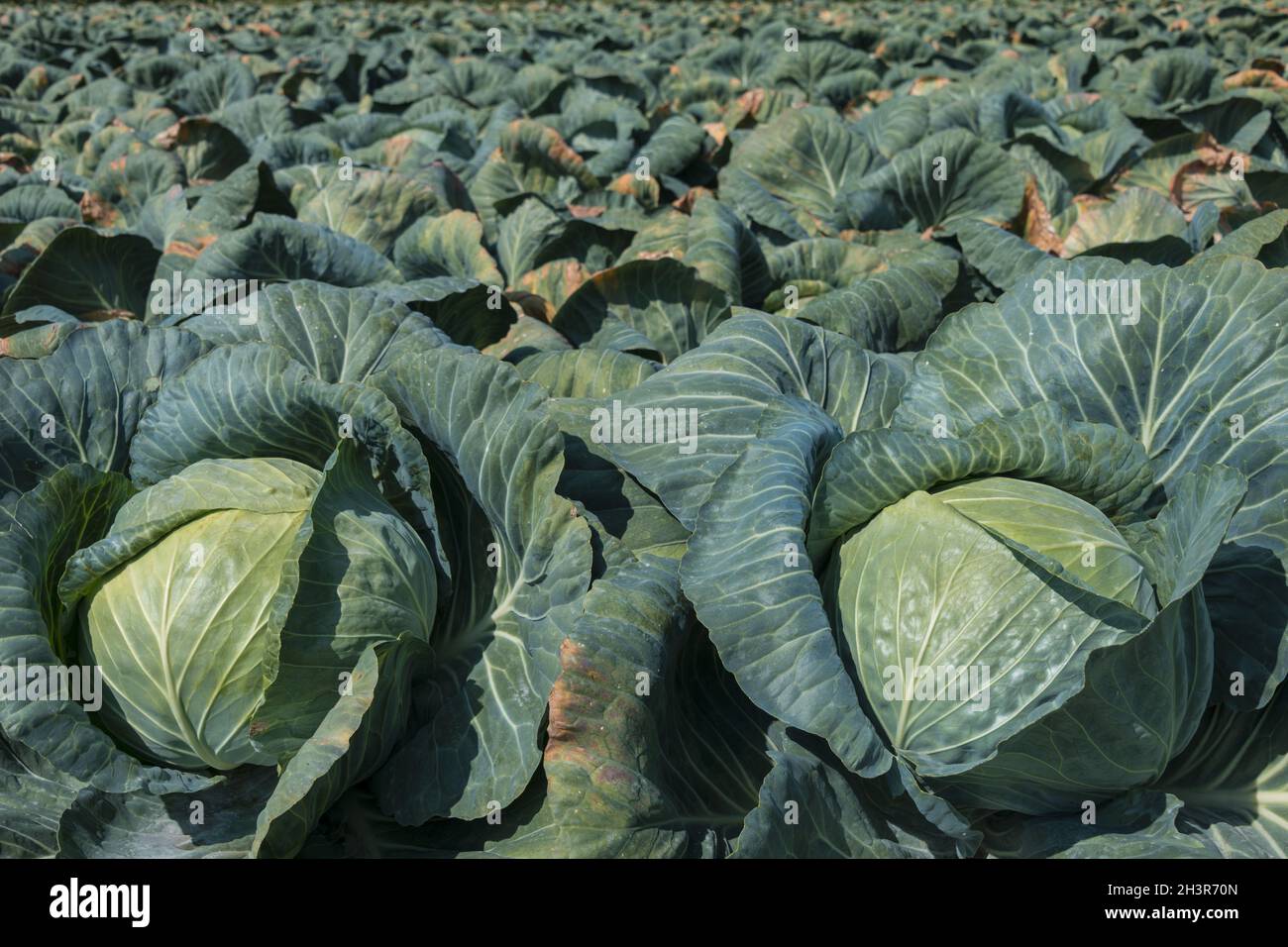 big mature cabbage head with big leaves just before harvest in a large ...