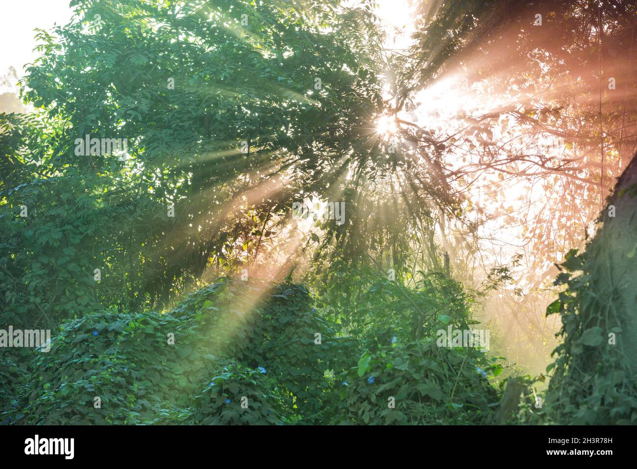 Sunny beams hi-res stock photography and images - Alamy