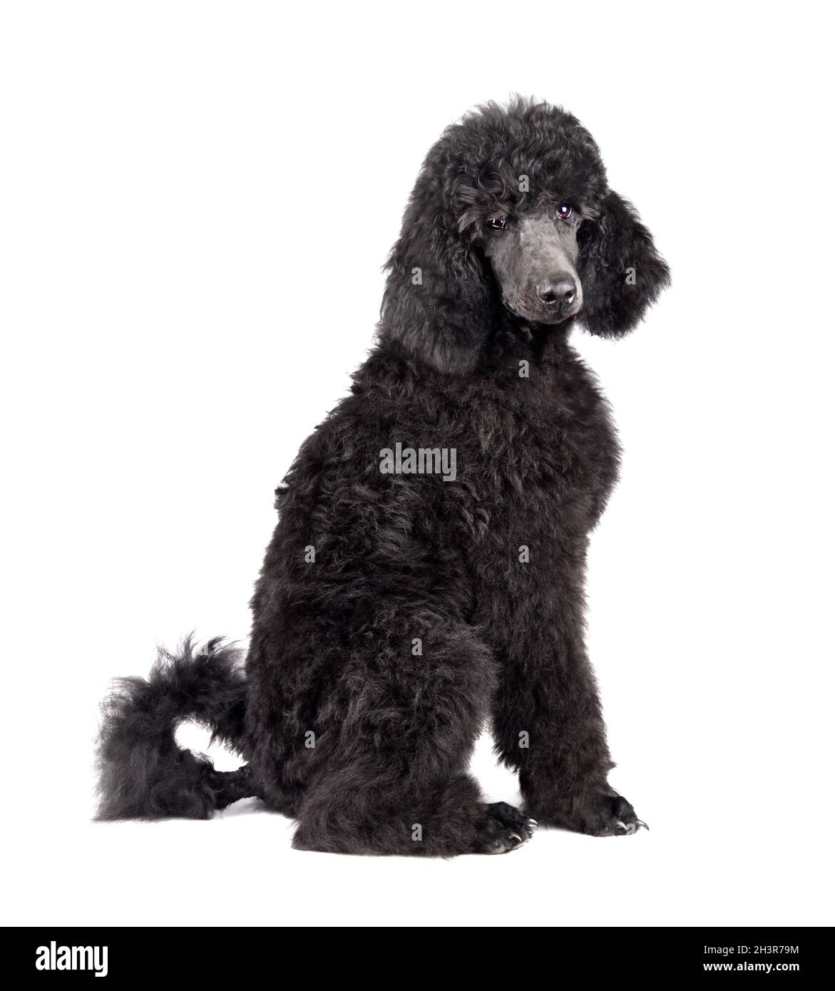 Poodle isolated black Cut Out Stock Images & Pictures - Alamy