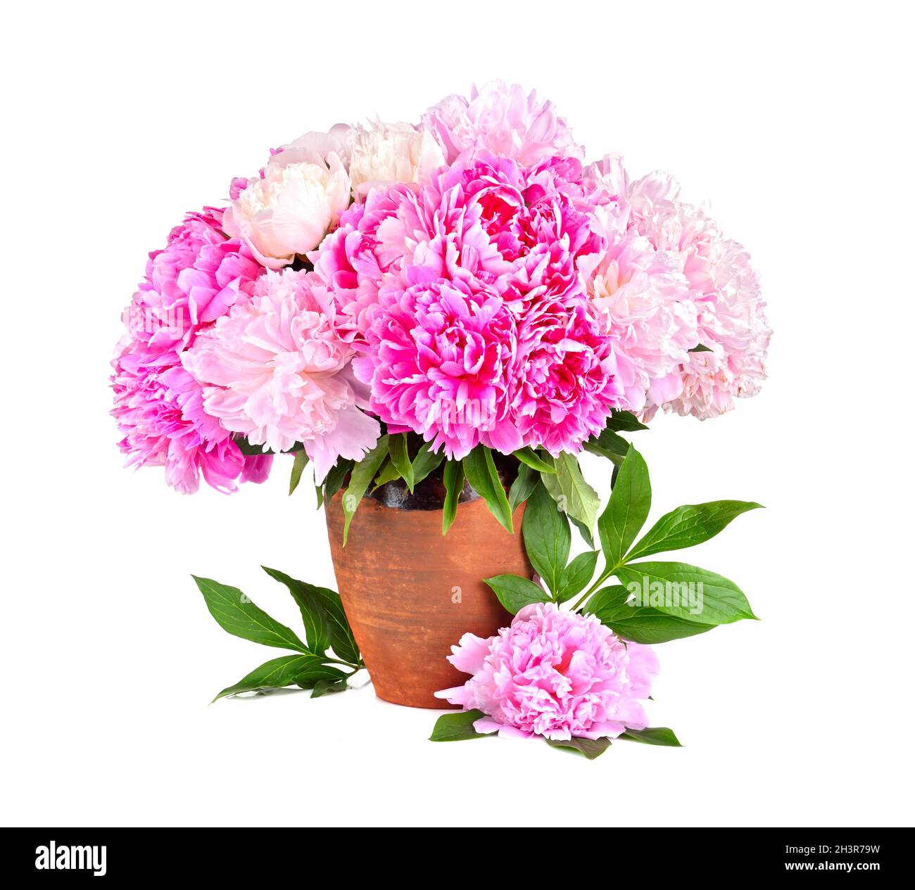 Peonies Cut Out Stock Images & Pictures - Alamy