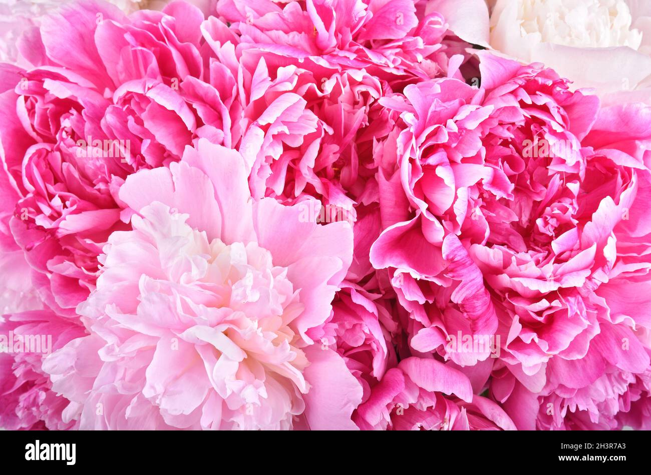 Beautiful peonies as background Stock Photo - Alamy