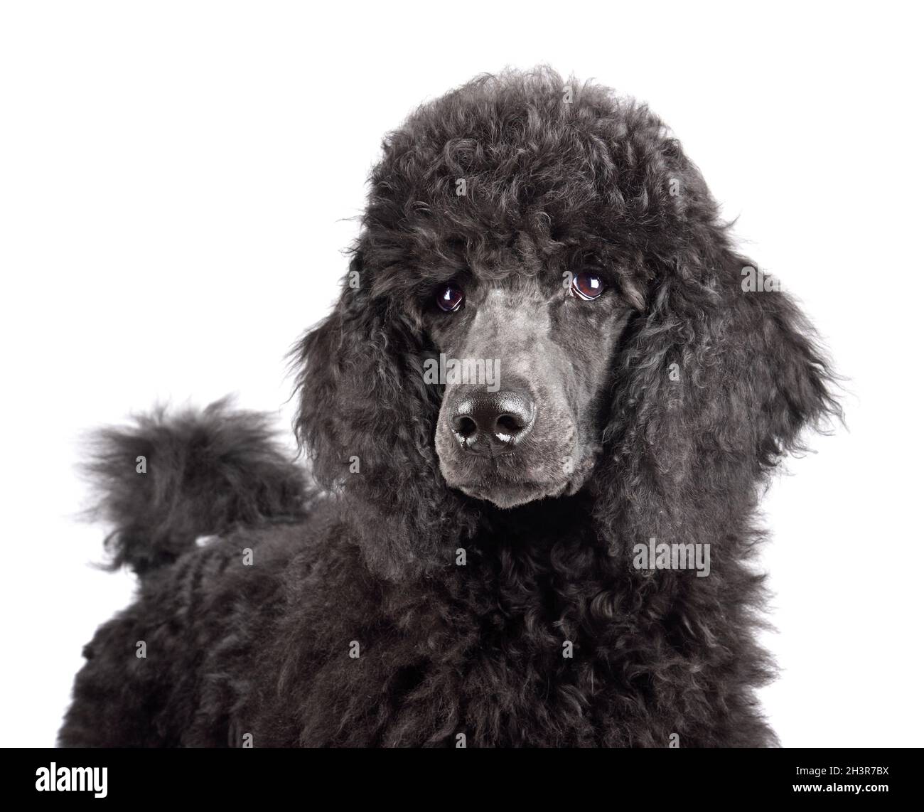 Portrait of black poodle puppy Stock Photo - Alamy