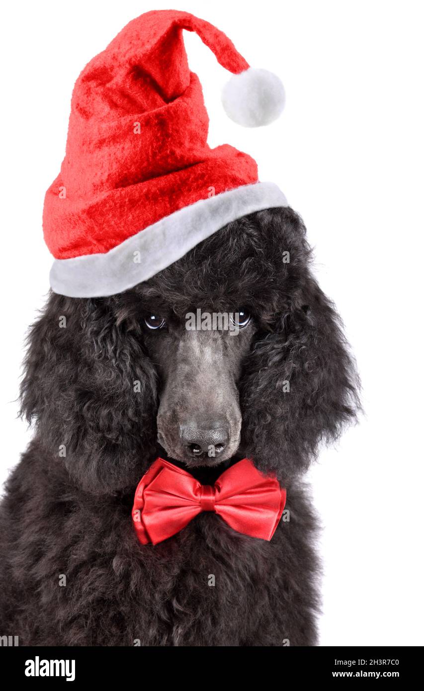 Christmas puppy poodle Stock Photo - Alamy