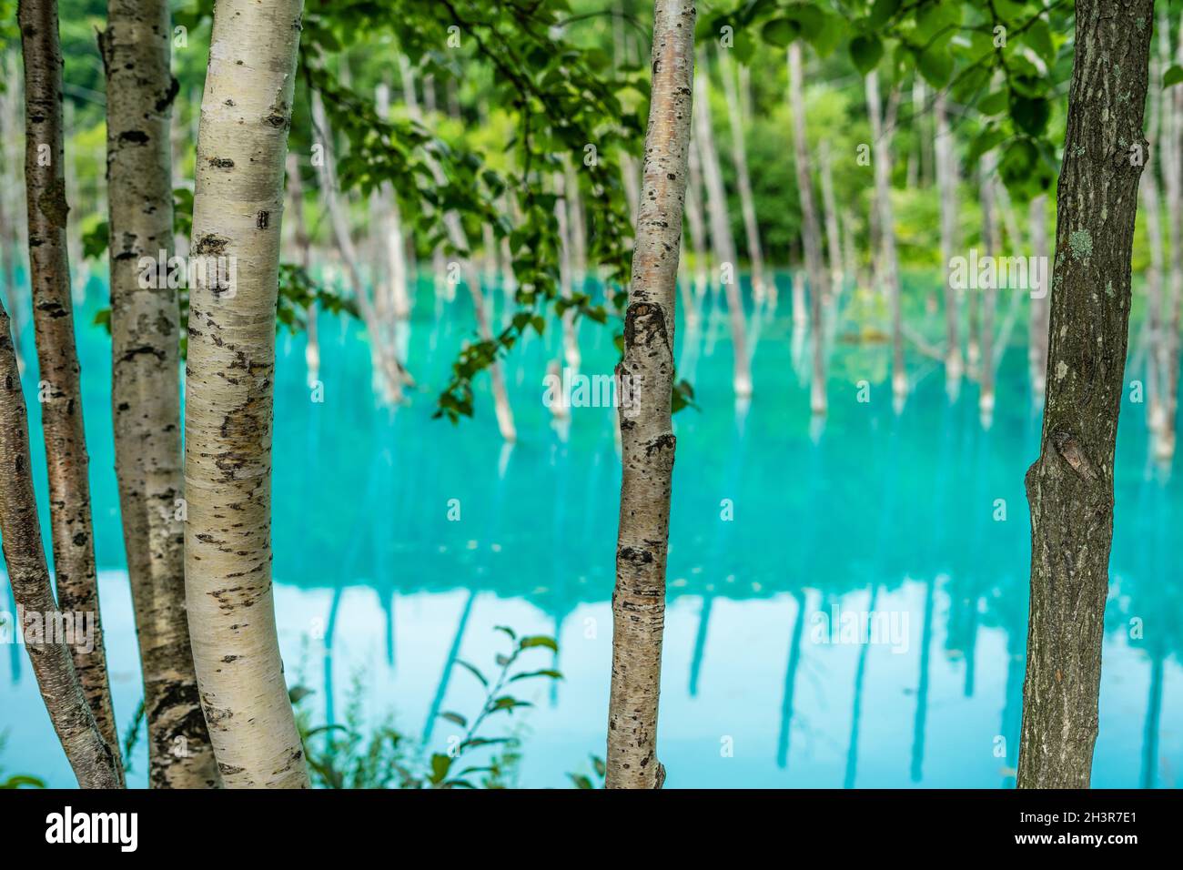 Blue pond that looks like a forest over (Hokkaido Biei-cho Stock Photo ...