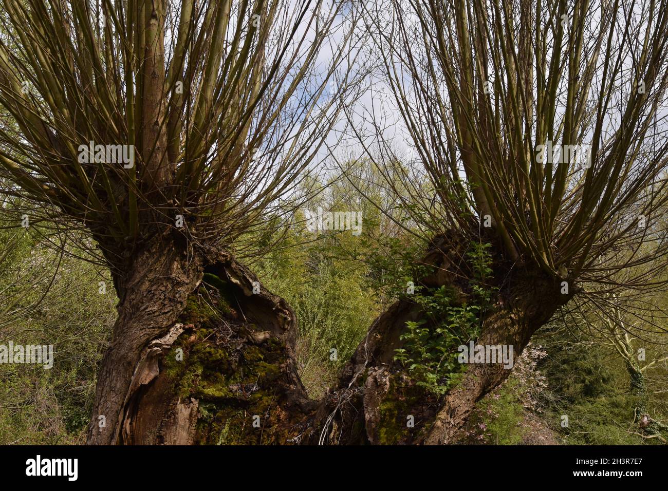 Pollard family hi-res stock photography and images - Alamy