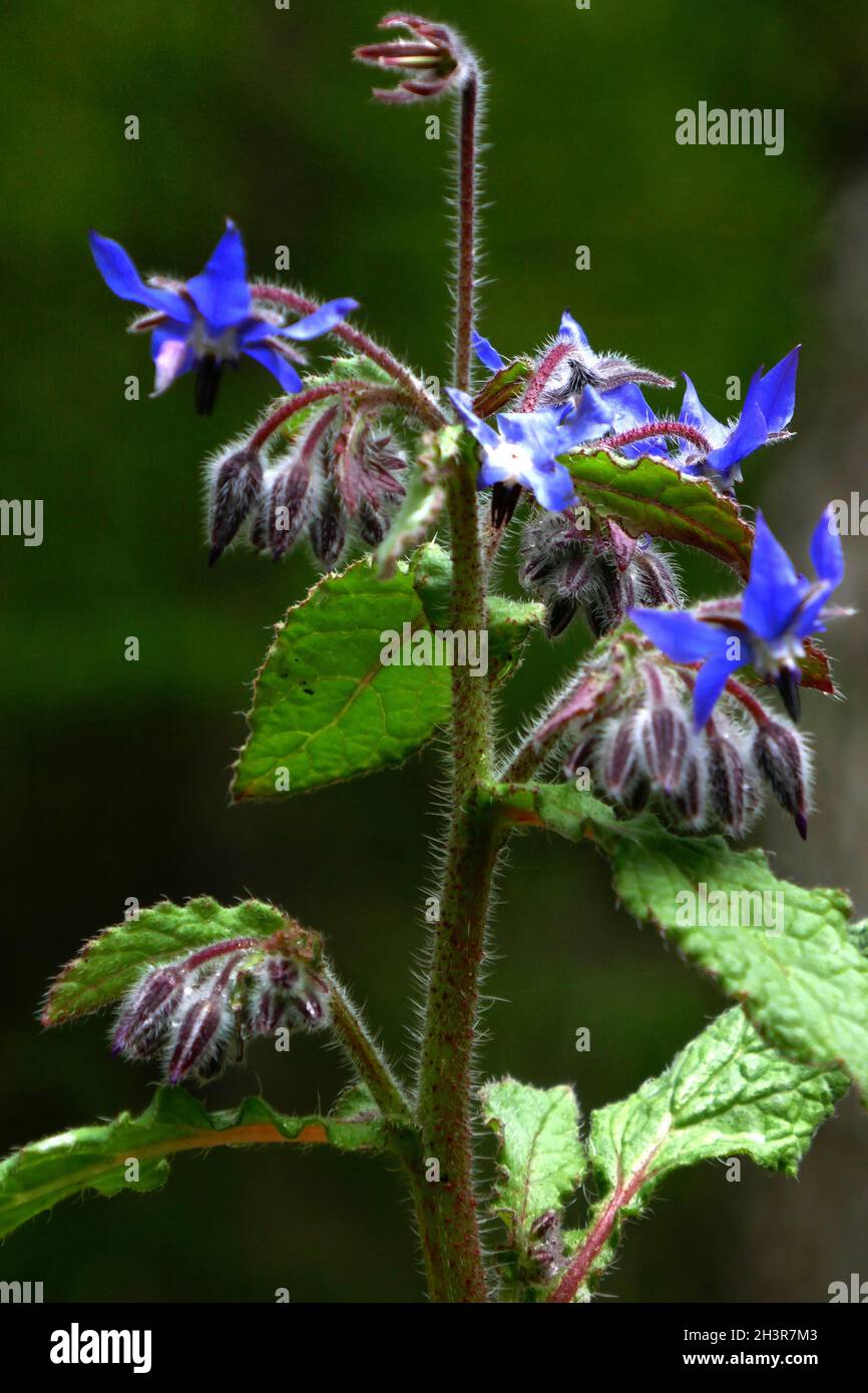 Porich hi-res stock photography and images - Alamy