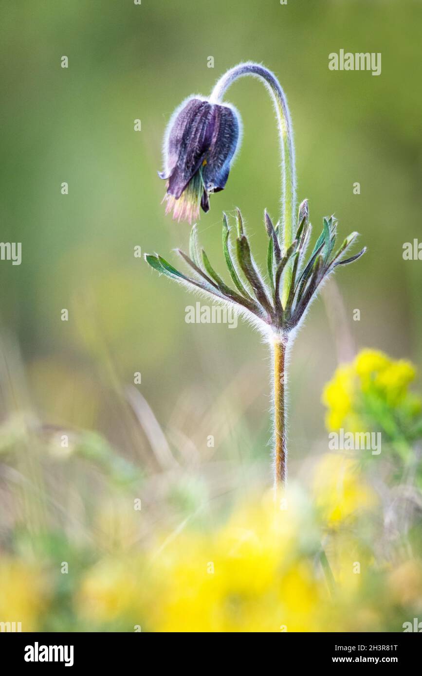 Yellow pasque flower hi-res stock photography and images - Alamy