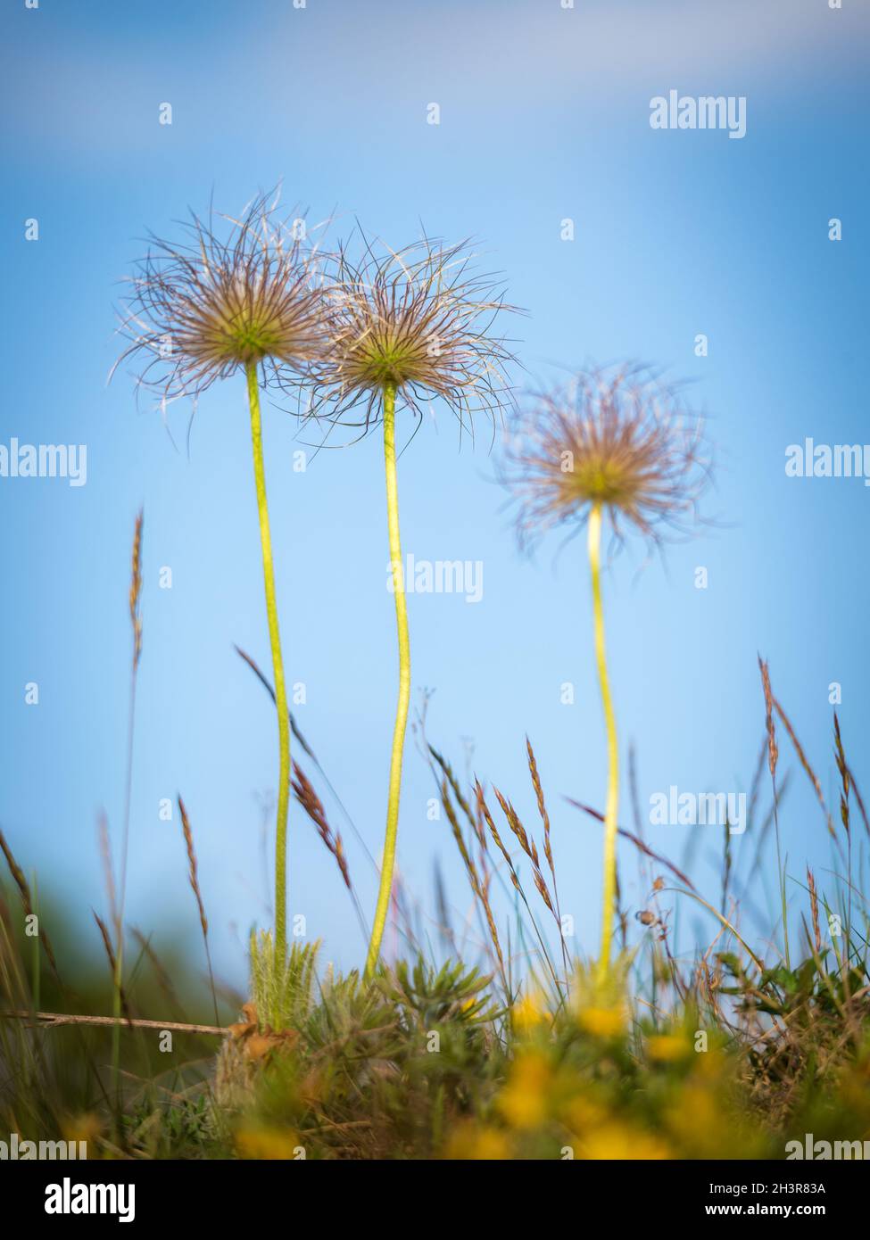 Yellow pasque flower hi-res stock photography and images - Alamy