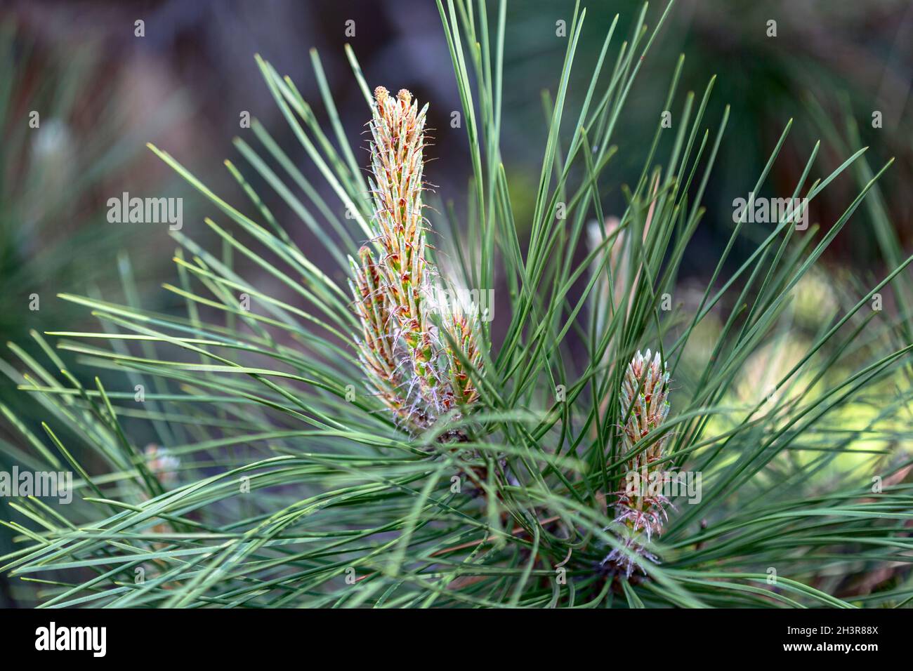 Black pine forest pinus nigra hi-res stock photography and images - Alamy