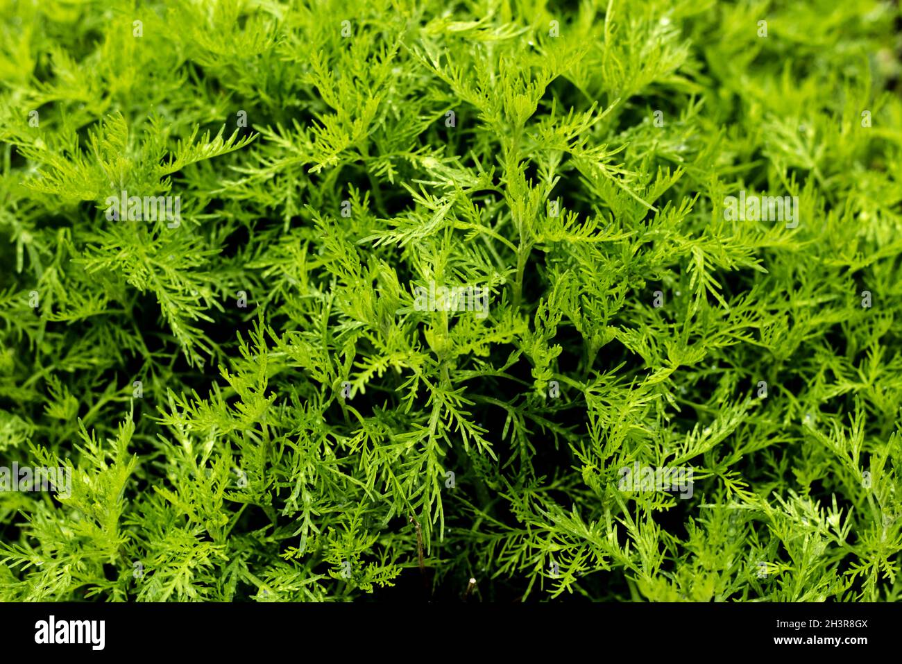 Southern wormwood southernwood artemisia abrotanum hi-res stock ...