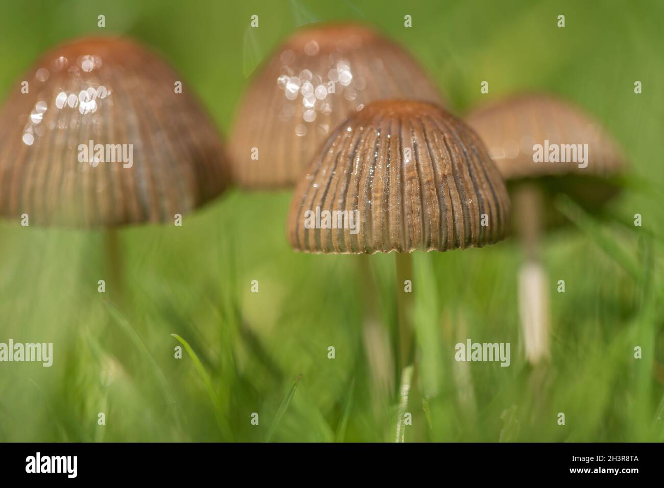 Elliptical spores hi-res stock photography and images - Alamy