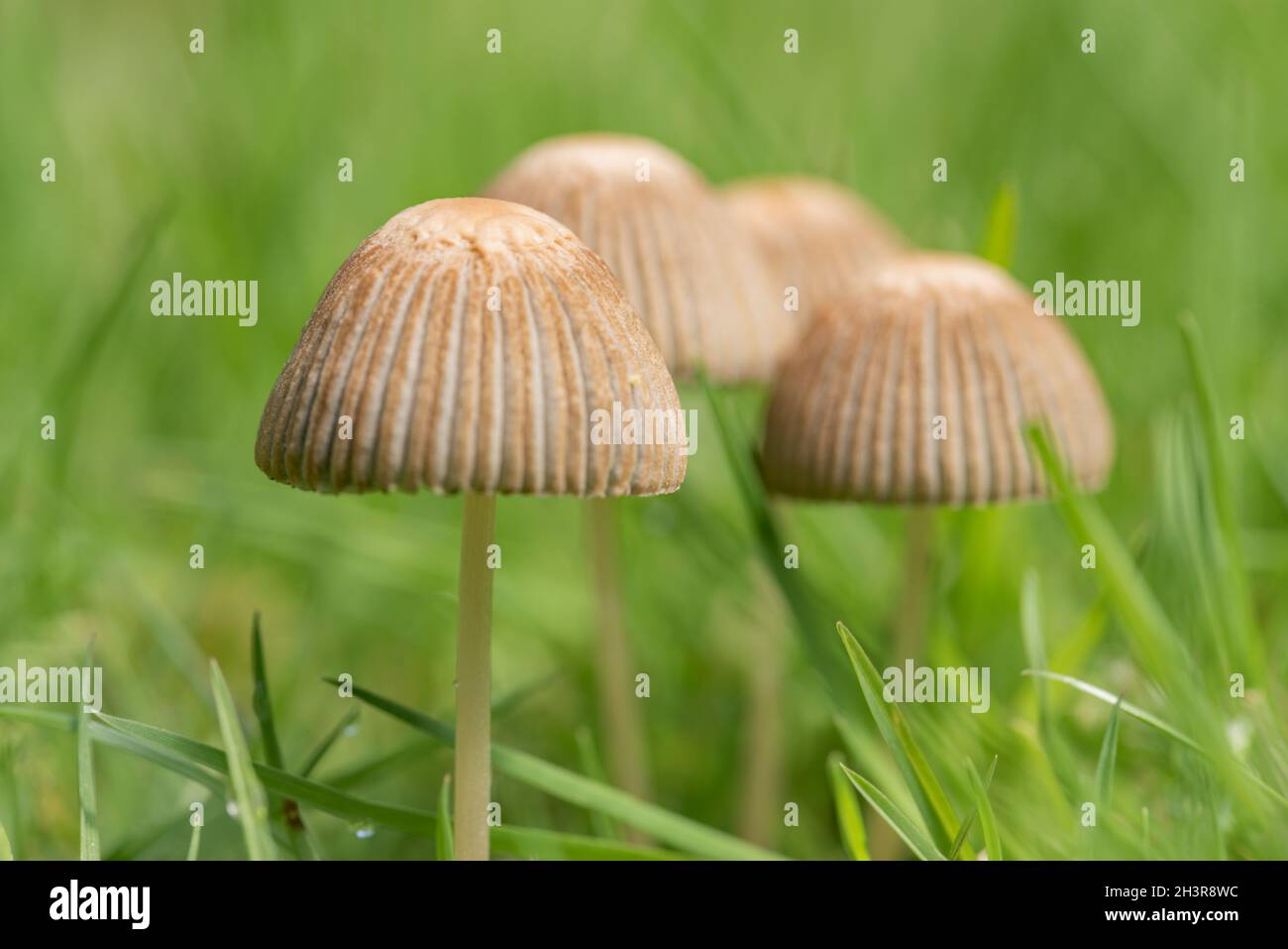 Elliptical spores hi-res stock photography and images - Alamy