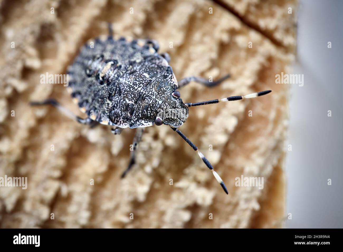 Gray garden bug (Rhaphigaster nebulosa Stock Photo - Alamy