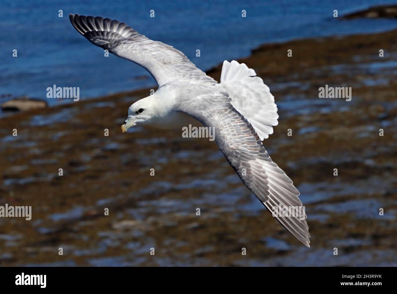 FULMAR in flight, UK Stock Photo - Alamy