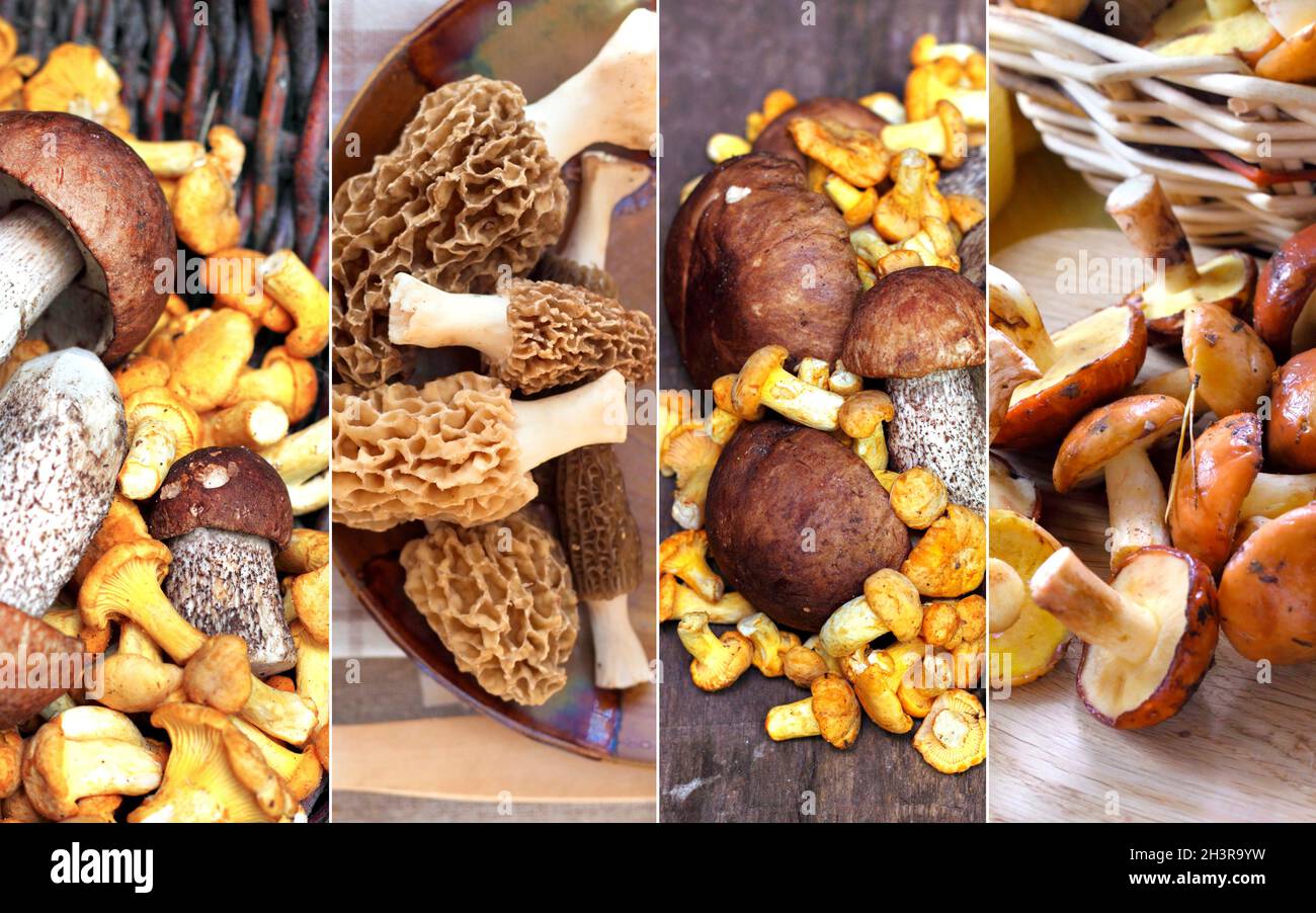 Collage of different edible forest fresh mushrooms Stock Photo - Alamy