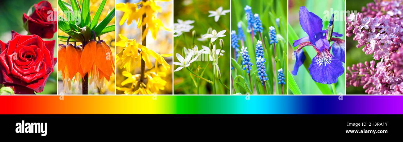 Collage of flowers hi-res stock photography and images - Alamy