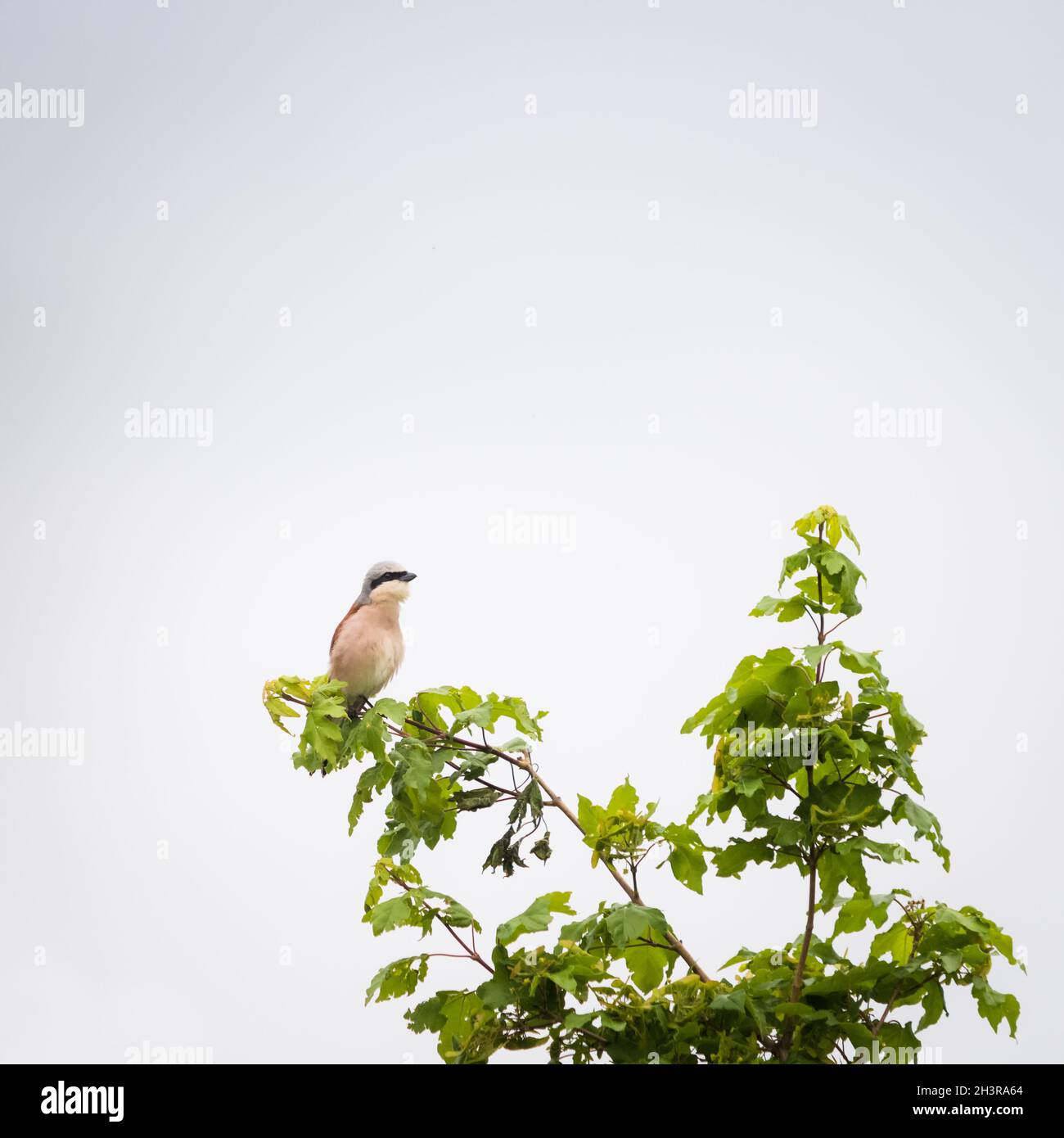 Red backed shrike sitting hi-res stock photography and images - Alamy