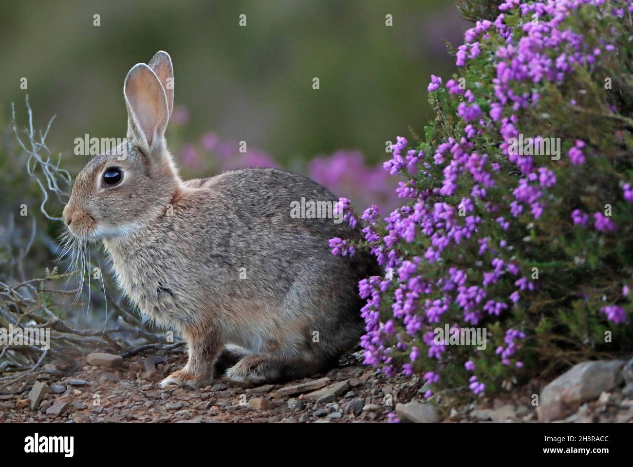 Wild RABBIT, UK Stock Photo - Alamy