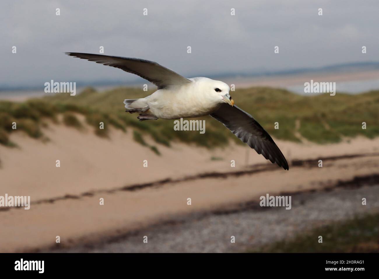 Fulmar bird uk hi-res stock photography and images - Alamy