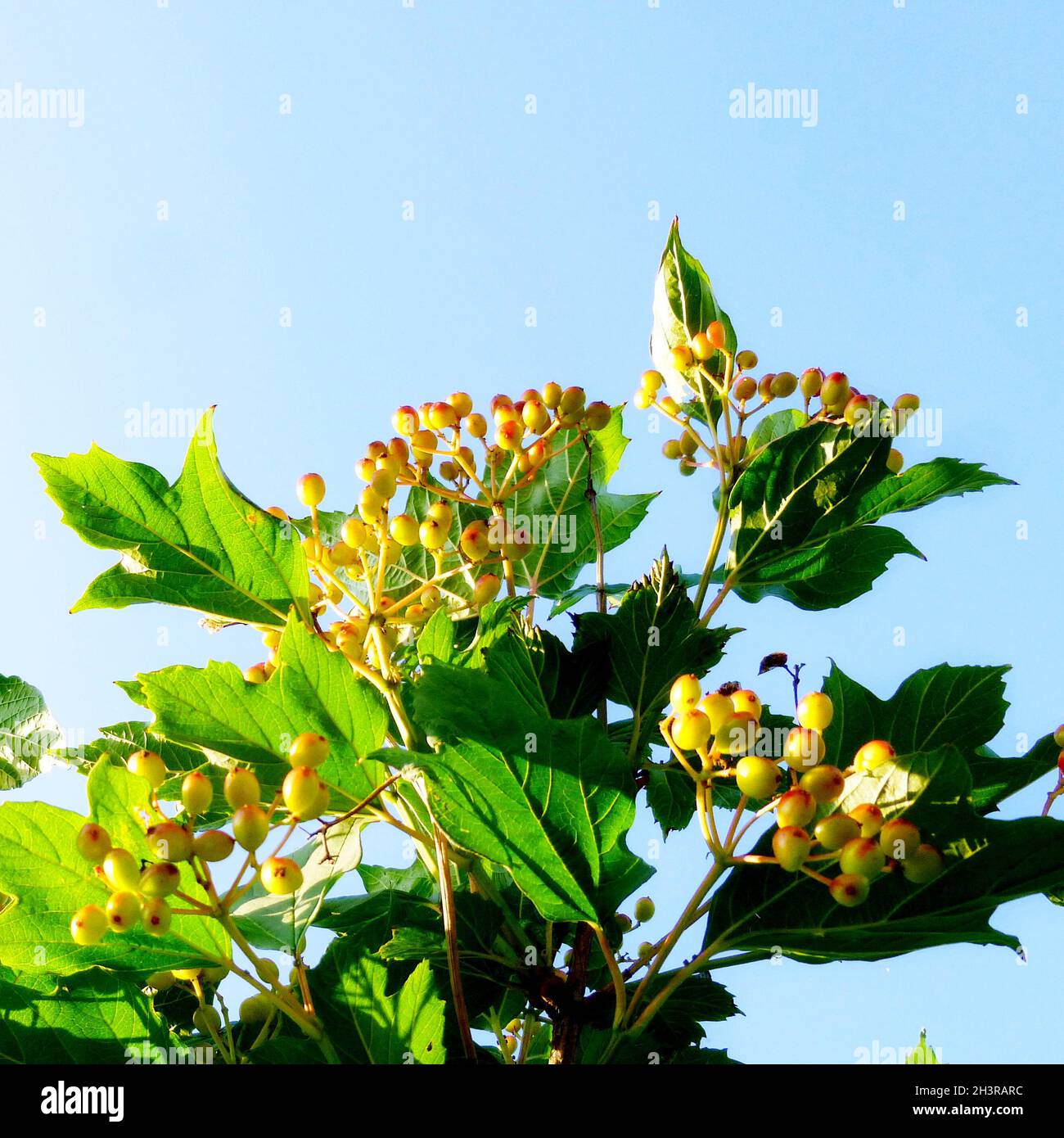 Unripe red berries of viburnum on deciduous branches of trees growing ...