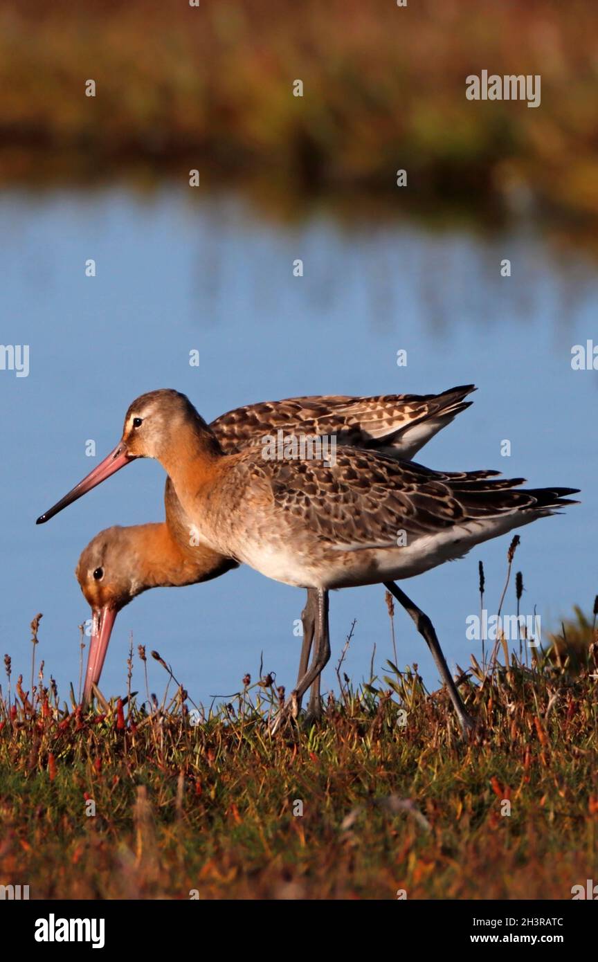 Uk salt marsh hi-res stock photography and images - Alamy