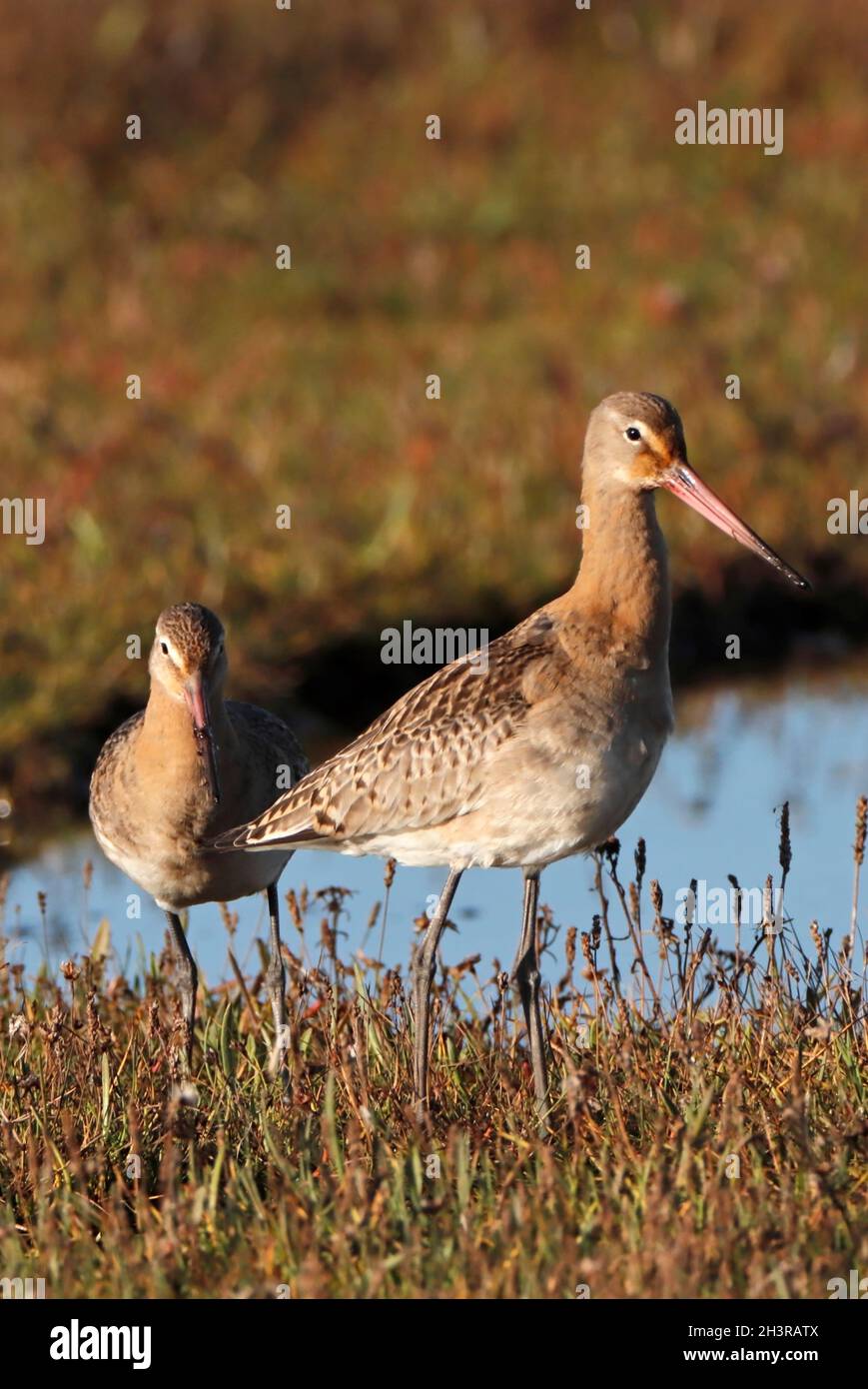 Two salt marsh tidal hi-res stock photography and images - Alamy