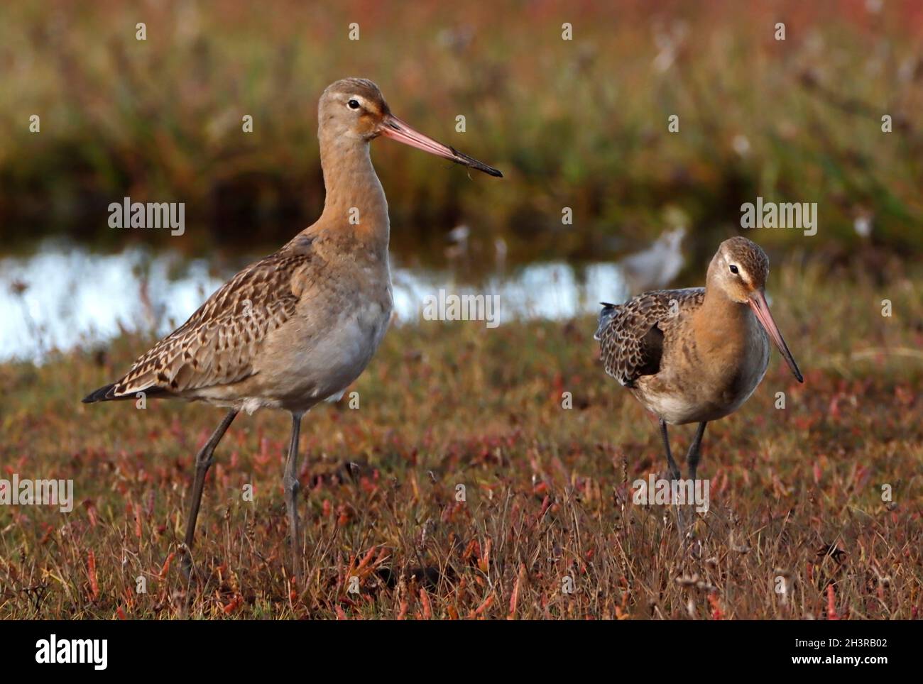 Salt Marsh Birds