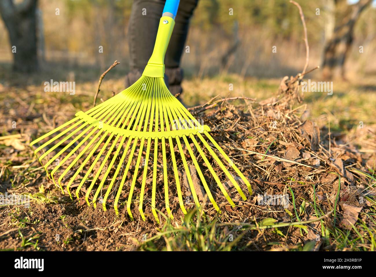 Spring cleaning of the garden with a rake from fallen leaves, dry grass ...