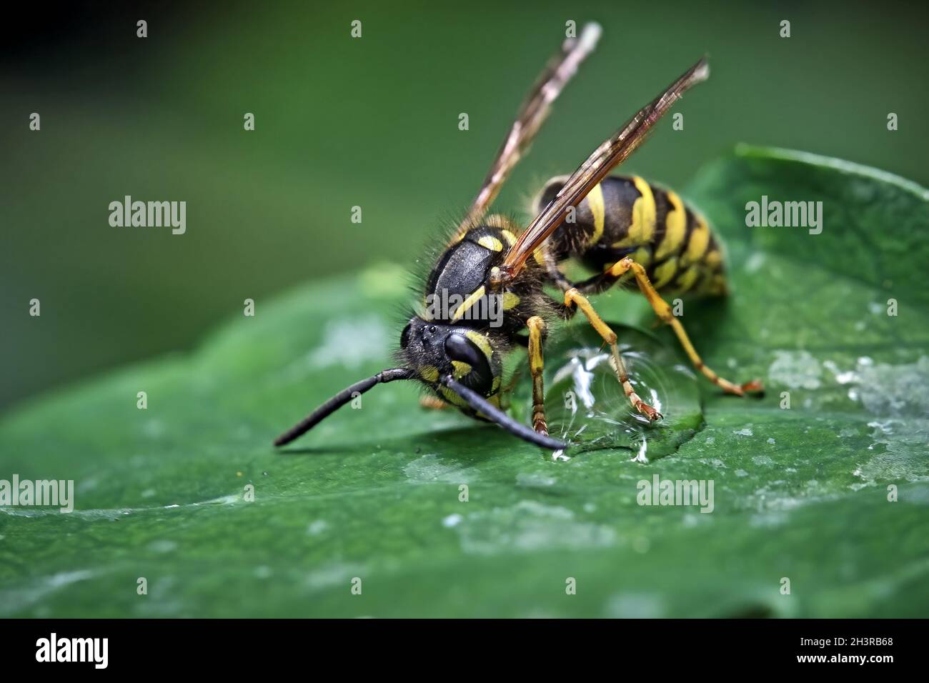 Common wasp (Vespula vulgaris Stock Photo - Alamy
