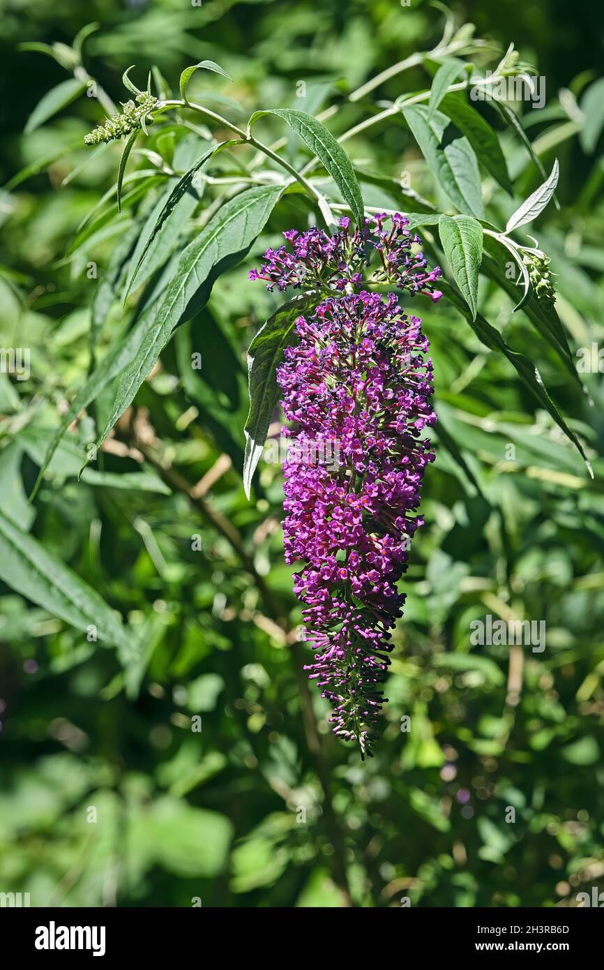 Buddleia buddleja hi-res stock photography and images - Alamy