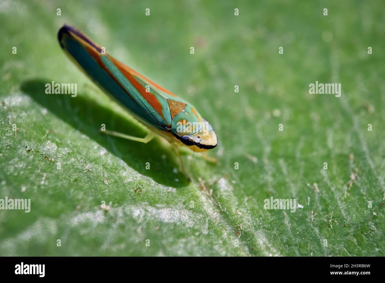 Rhododendron cicada (Graphocephala fennahi Stock Photo - Alamy