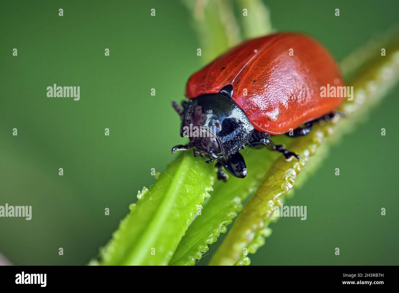 Poplar leaf beetle (Chrysomela populi Stock Photo - Alamy