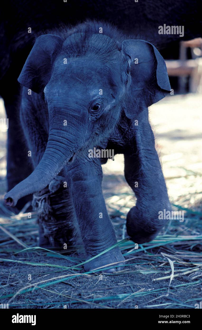Nepal, Terai, Chitwan National Park, Elephant Nursery Stock Photo - Alamy