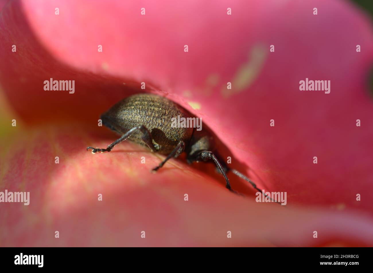 Käfer und insekt hi-res stock photography and images - Alamy