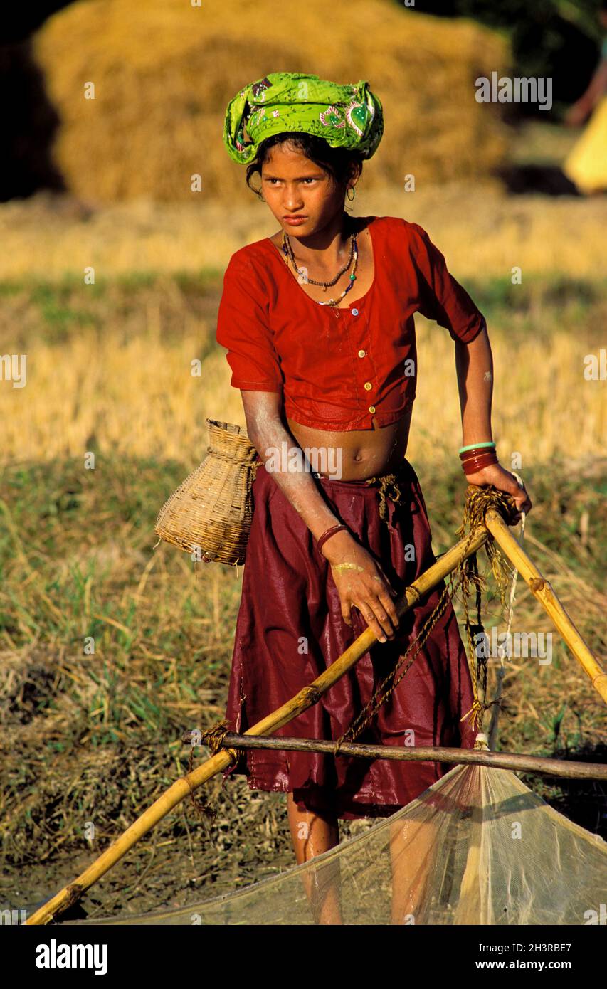 Nepal, Terai Region, Tharu Ethnicity, Rice paddy fishermen Stock Photo ...
