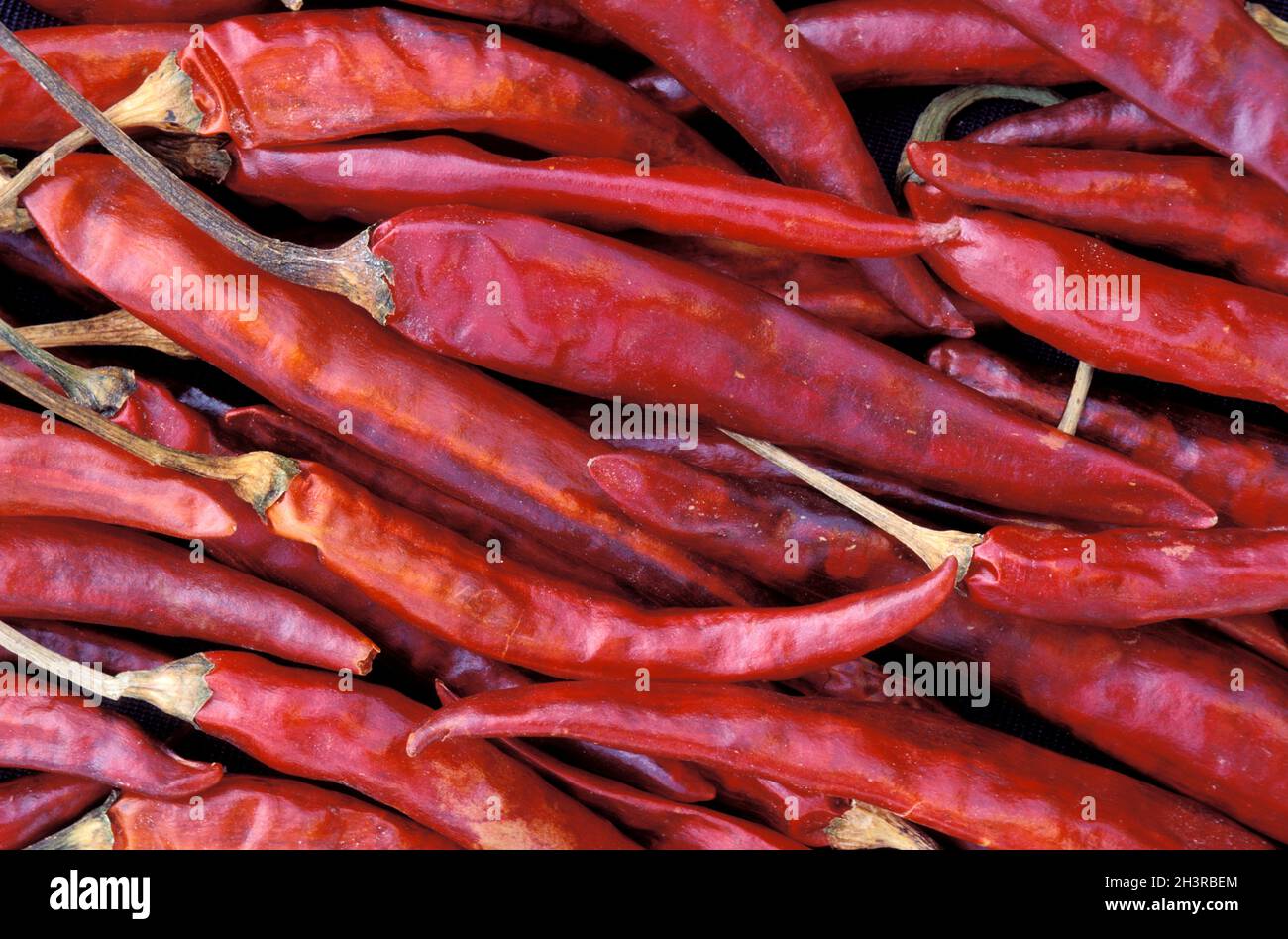 Nepal, Kathmandu, red chilli Stock Photo - Alamy