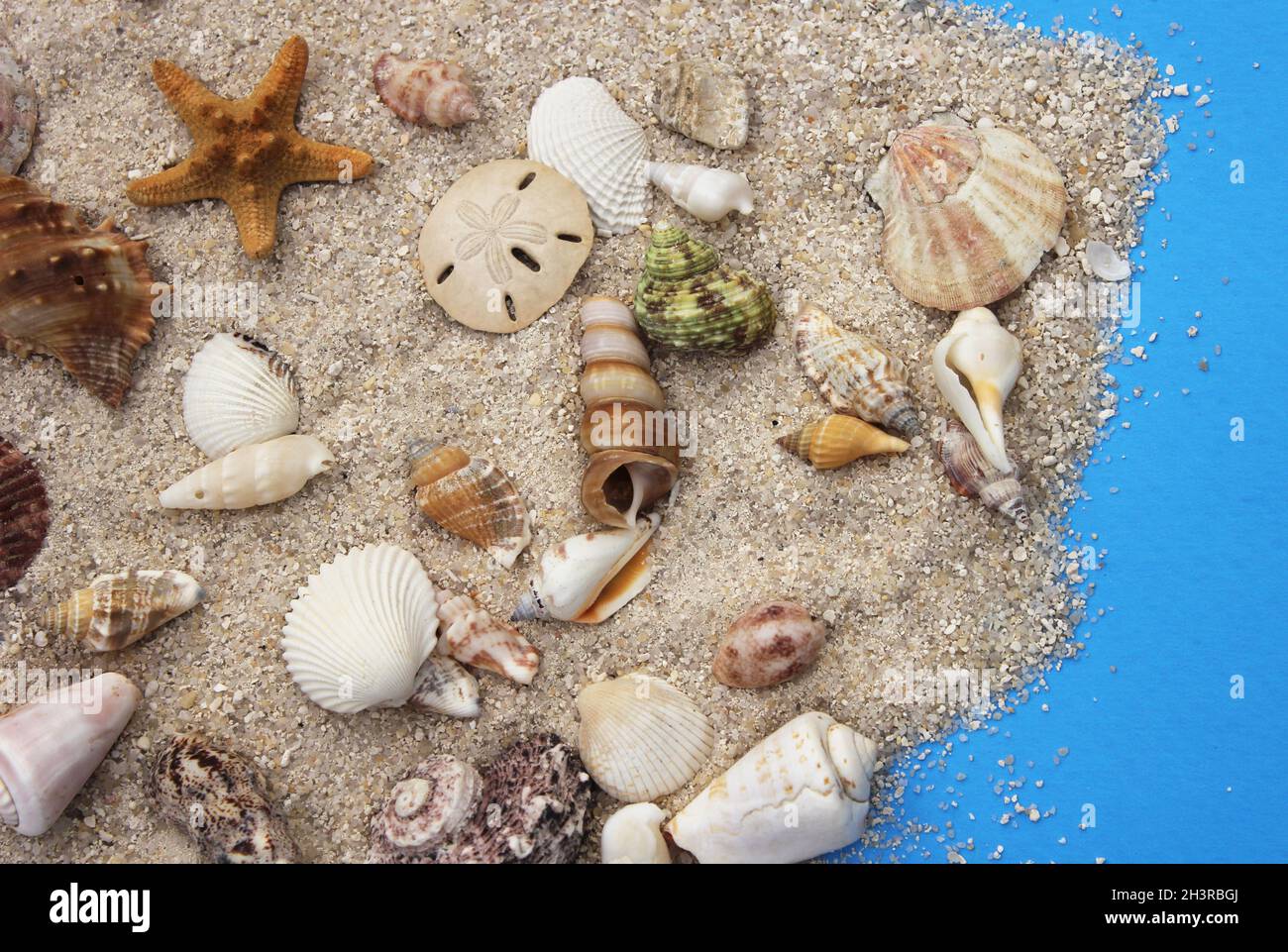 Seashell on Boardwalk at Tropical Beach Stock Photo - Alamy