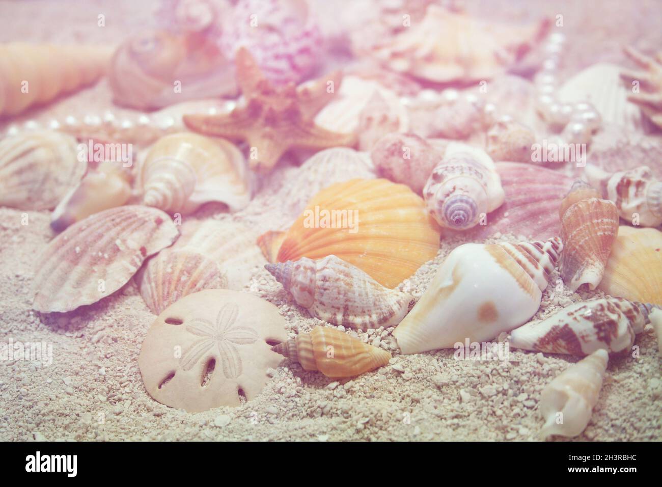 Seashell on Boardwalk at Tropical Beach Stock Photo - Alamy