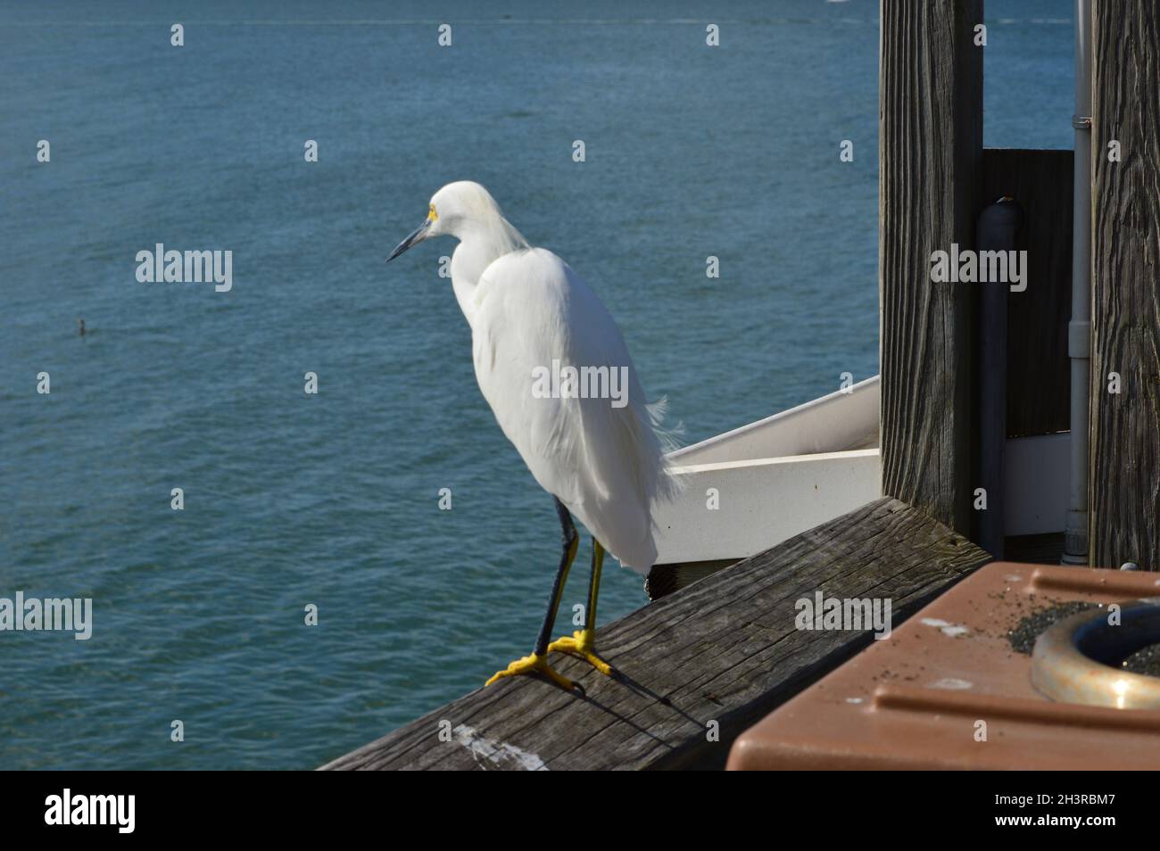 Vogel florida hi-res stock photography and images - Alamy