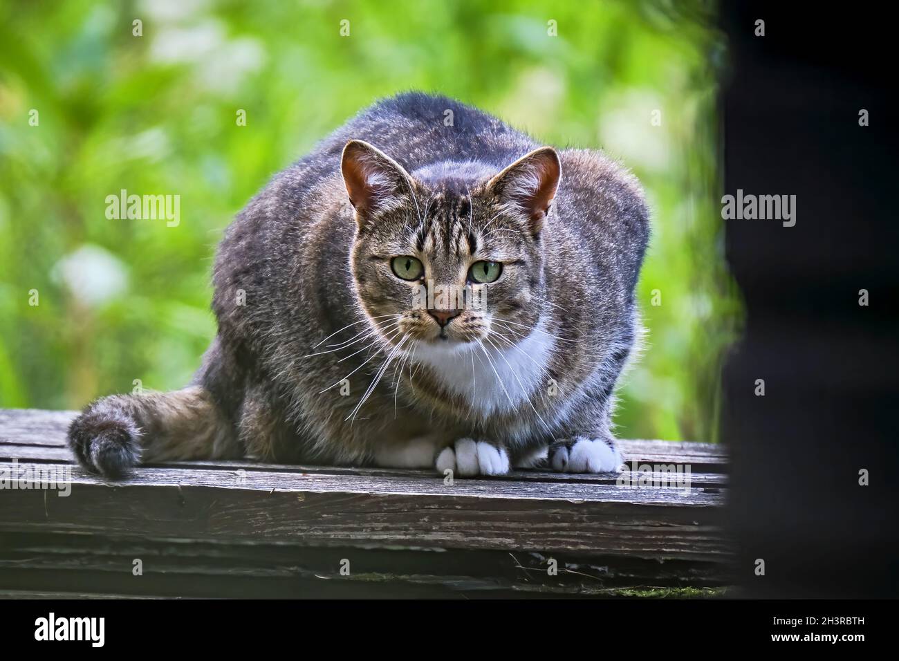 Domestic cat (Felis catus Stock Photo - Alamy