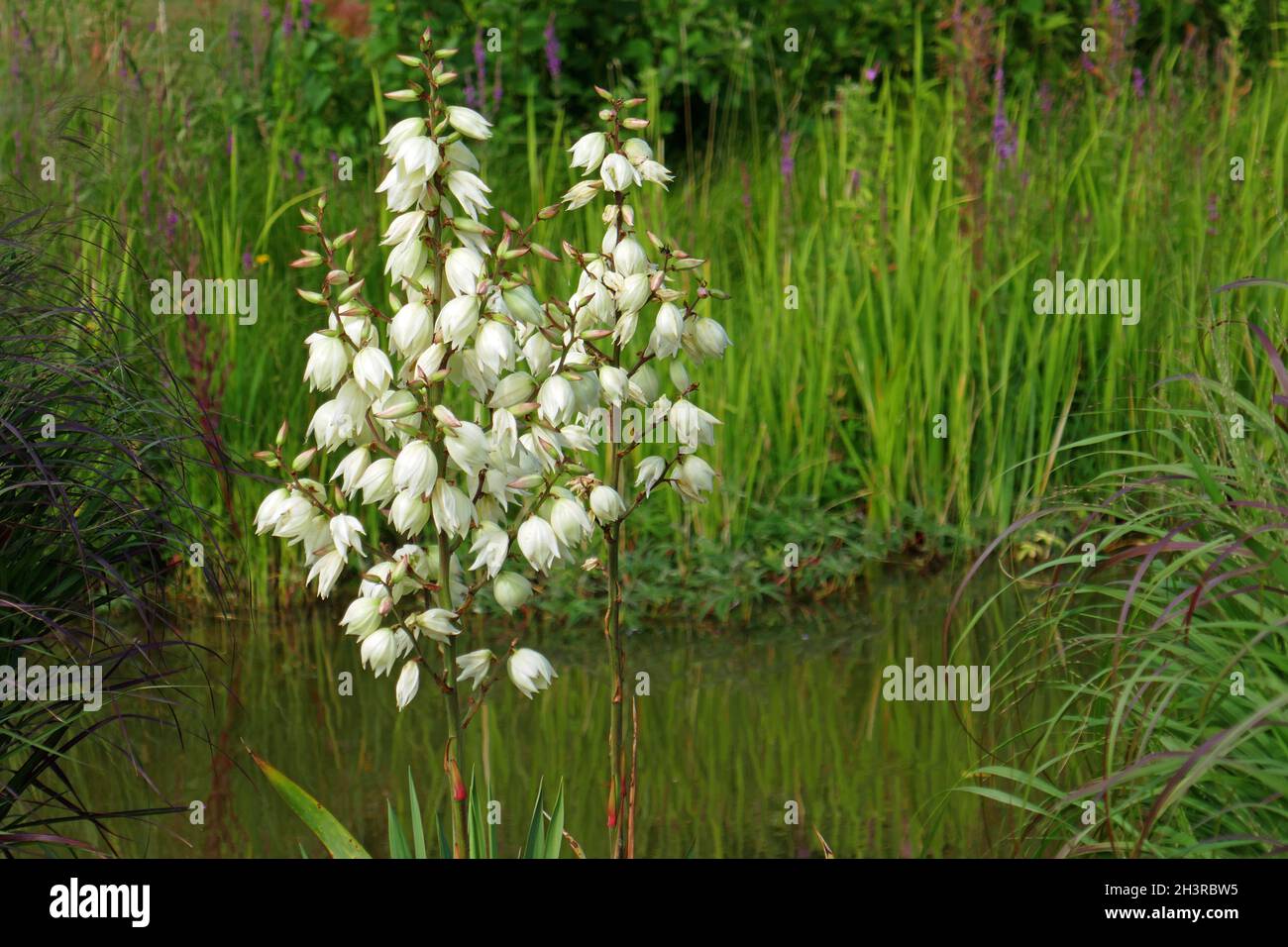 Yucca family hi-res stock photography and images - Alamy