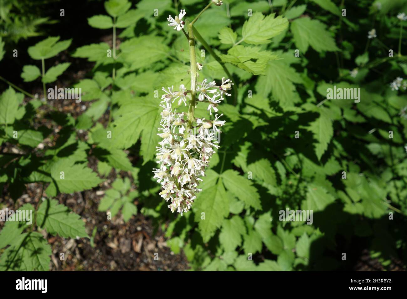 Actaea spicata, baneberry, herb christopher Stock Photo - Alamy
