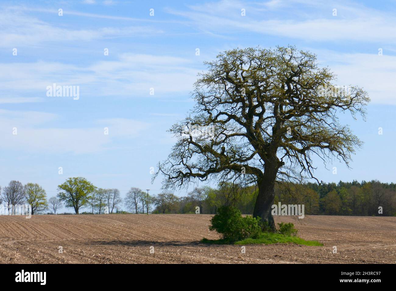 Hiding in the oak tree hi-res stock photography and images - Alamy