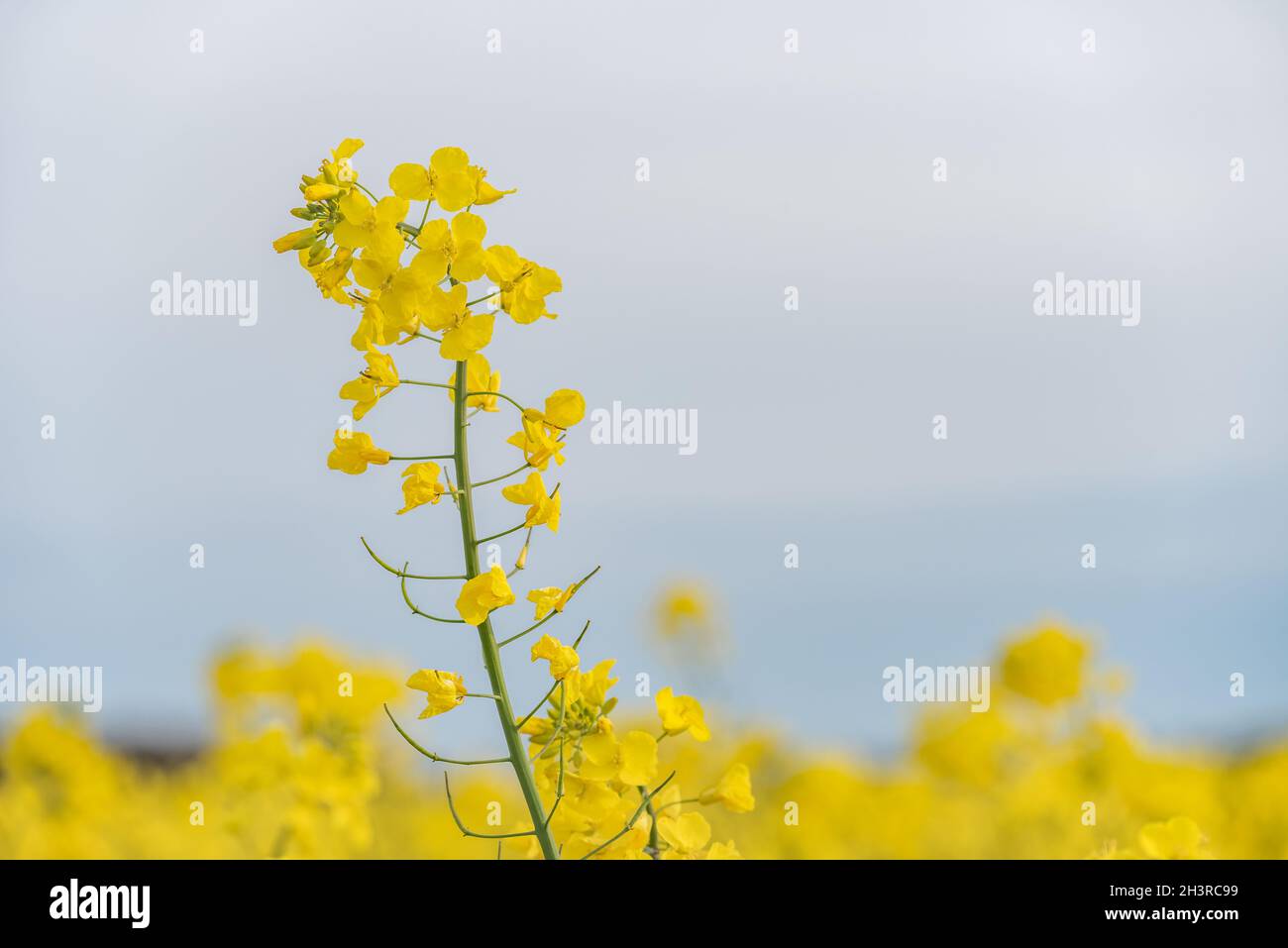 Rapeseed blossom hi-res stock photography and images - Alamy