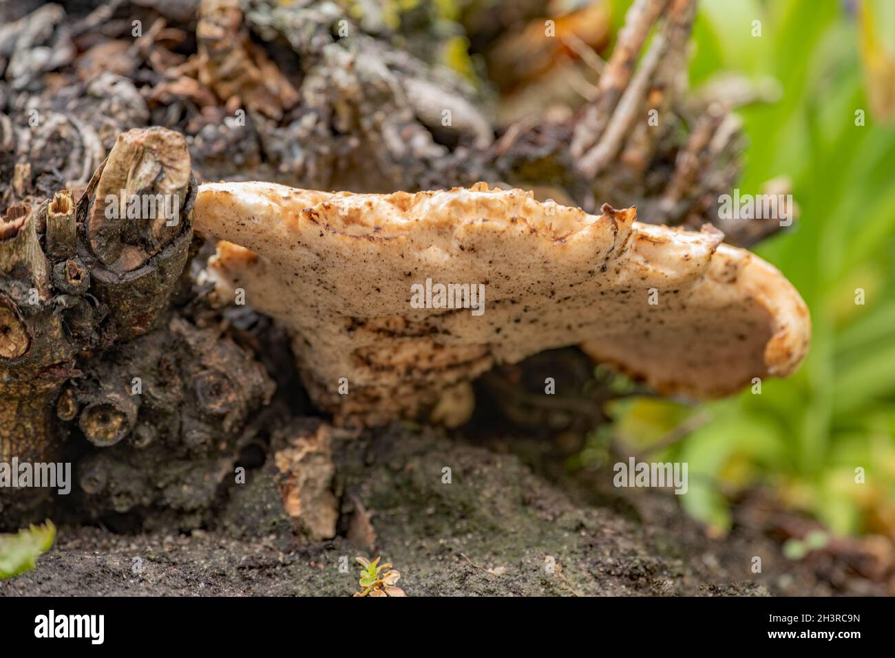 Mooswachstum hi-res stock photography and images - Alamy