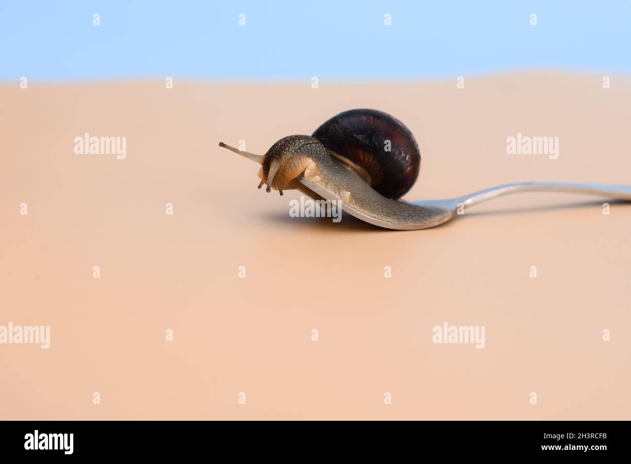 Snail closeup on a fork. beige background Stock Photo - Alamy
